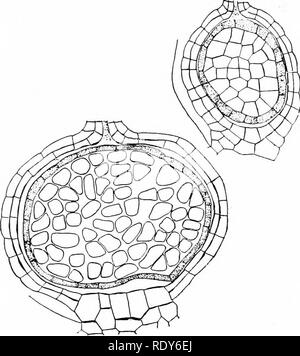 . Botany of the living plant. Botany; Plants. MUSCI AND HEPATICAE 467 ...