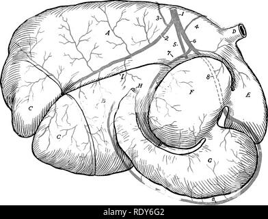 . The anatomy of the domestic animals. Veterinary anatomy. 714 THE ...
