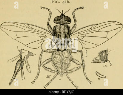 horn fly cattle fly cattle pests on a cow head Stock Photo - Alamy