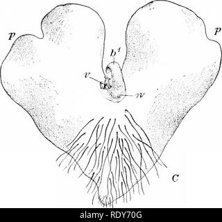 . Botany of the living plant. Botany. 350 BOTANY OF THE LIVING PLANT In ...
