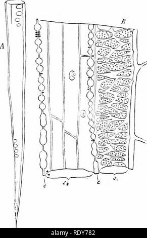 . Botany of the living plant. Botany. Fig. 271. Tracheides of Pteridium ...