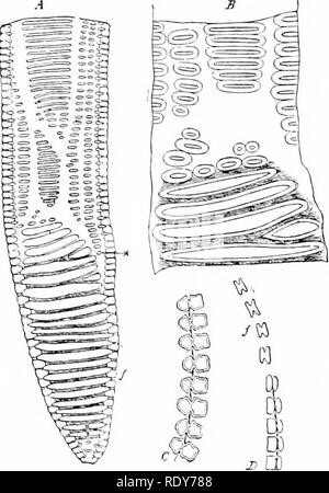 . Botany of the living plant. Botany; Plants. FILICALES which are only ...