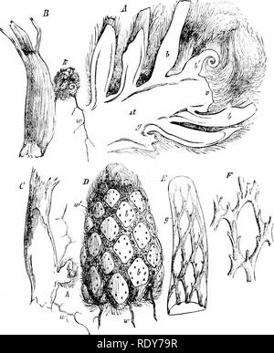 Common Male Fern root Stock Photo - Alamy