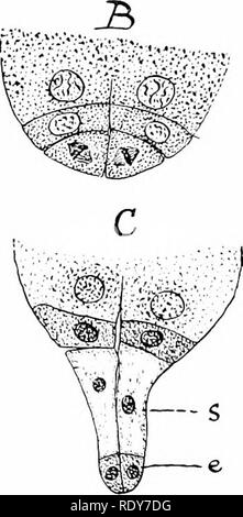 . Botany of the living plant. Botany. CONIFERAE: THE SCOTS PINE 311 ...