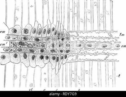 . Botany of the living plant. Botany. CONIFERAE: THE SCOTS PINE 311 ...