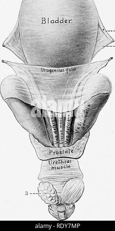 GENITAL ORGANS OF THE STALLION Stock Photo - Alamy