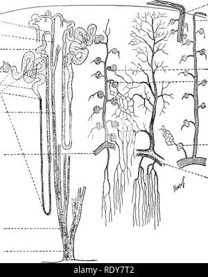 . The anatomy of the domestic animals. Veterinary anatomy. Intermediate ...
