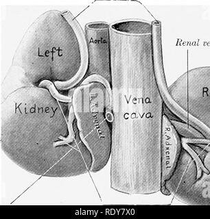 Kidneys in posterior view with adrenal glands ureters and renal ...