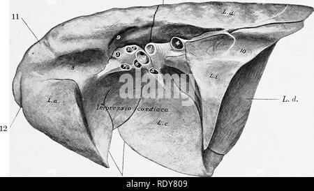 . The anatomy of the domestic animals . Veterinary anatomy. Apical lobe ...