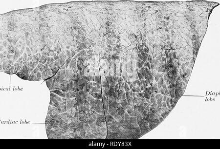 . The anatomy of the domestic animals . Veterinary anatomy. Apical lobe ...