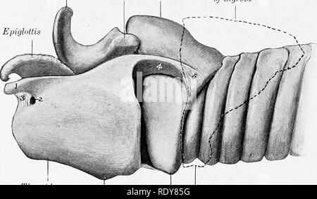 . The anatomy of the domestic animals. Veterinary anatomy. 538 ...