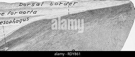 . The anatomy of the domestic animals. Veterinary anatomy. 474 ...