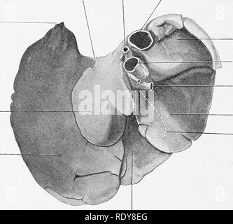 . The anatomy of the domestic animals. Veterinary anatomy. THE PARIETAL ...
