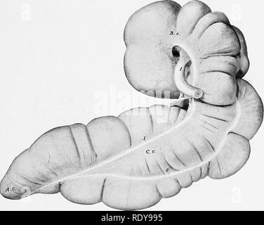 . The anatomy of the domestic animals . Veterinary anatomy. Xiphoid ...