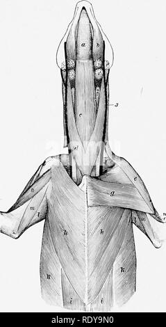 . The anatomy of the domestic animals. Veterinary anatomy. Superficial ...