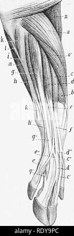 . The anatomy of the domestic animals. Veterinary anatomy. 364 THE ...