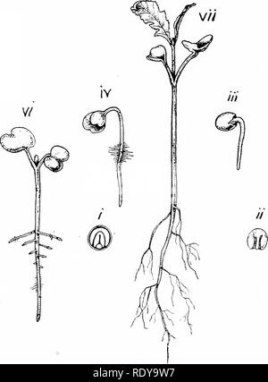 . Botany of the living plant. Botany. Fig. c(. Charlock {Brassica ...