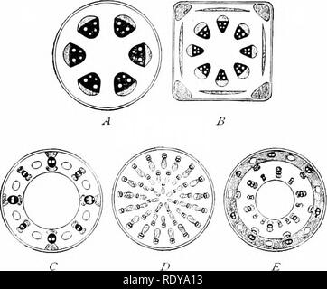Linden wood cross section in the dark field under the microscope 100x ...