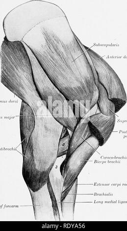 . The anatomy of the domestic animals. Veterinary anatomy. Biceps ...