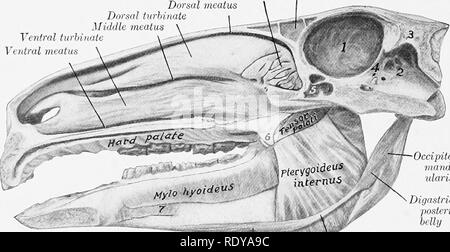 . The anatomy of the domestic animals. Veterinary anatomy. 262 FASCI.E ...