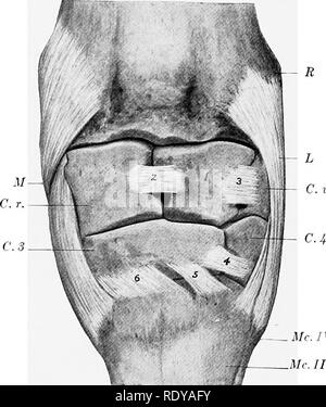 . The anatomy of the domestic animals. Veterinary anatomy. 222 THE ...