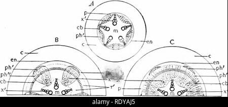 Aa structure function Stock Photo - Alamy
