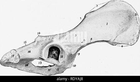 . The anatomy of the domestic animals . Veterinary anatomy. Tuber ...