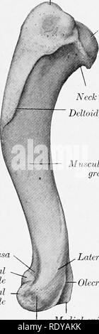 . The anatomy of the domestic animals . Veterinary anatomy. Tuber ...