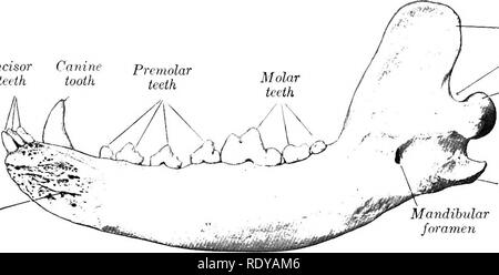 Mandibular Notch Dog