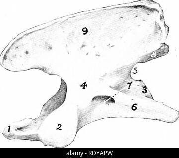 . The anatomy of the domestic animals. Veterinary anatomy. 202 SKELETON ...
