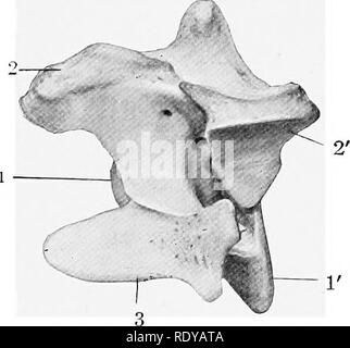 . The anatomy of the domestic animals. Veterinary anatomy. 200 SKELETON ...