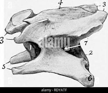 Dog anatomy lateral skeleton view Stock Photo - Alamy