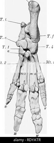 . The anatomy of the domestic animals . Veterinary anatomy. 198 ...