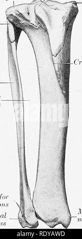 . The anatomy of the domestic animals. Veterinary anatomy. 182 SKELETON ...