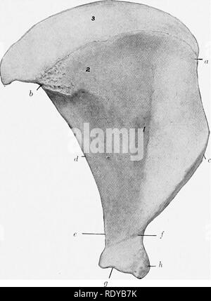 . The anatomy of the domestic animals . Veterinary anatomy. Tuber ...