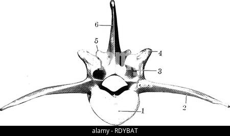 Anatomy of the pig with its bone system Stock Photo - Alamy