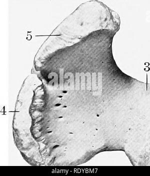 . The anatomy of the domestic animals. Veterinary anatomy. Spine of ...