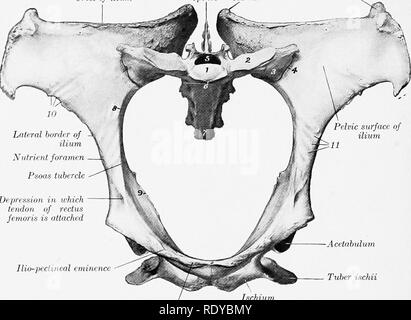 . The anatomy of the domestic animals . Veterinary anatomy. THE ISCHIUM ...