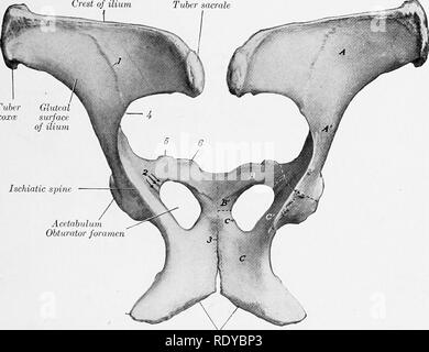 . The anatomy of the domestic animals. Veterinary anatomy. THE ISCHIUM ...