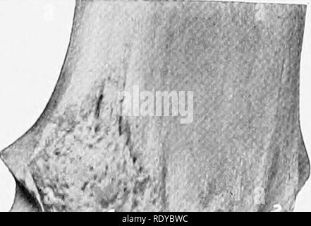 carpal bone horse skeleton anatomy for medical concept 3D rendering ...