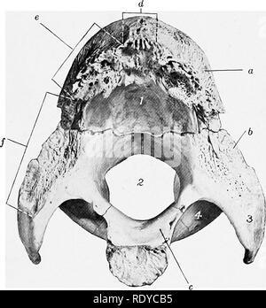 . The anatomy of the domestic animals . Veterinary anatomy. THE PONS ...