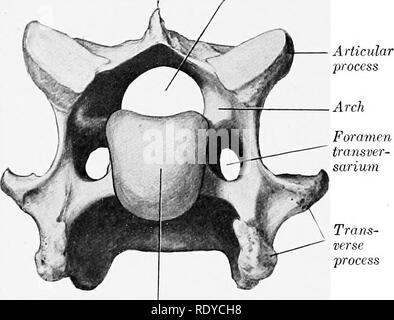 articular conformity