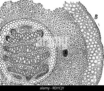. Essentials of botany. Botany; Botany. 34 ESSENTIALS OF BOTANY Roots ...
