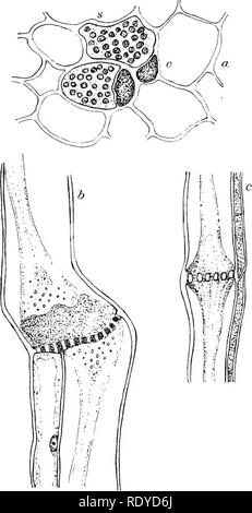 Transverse section of Cucurbita cells showing sieve tubes under a ...