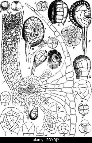 Microspores Vs Megaspores