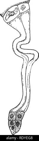 . A textbook of botany for colleges and universities ... Botany ...