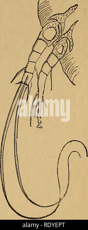 . Economic entomology . Pboroptes equi. Two posterior legs of male ...