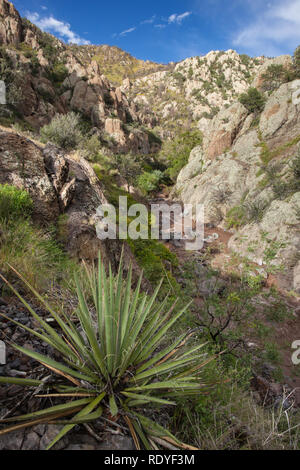 Water flows through Gallinas Canyon in the Gila National Forest of New ...
