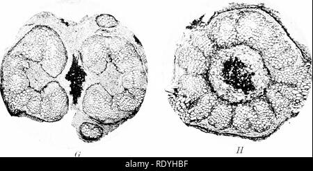 . Morphology of angiosperms (Morphology of spermatophytes. Part II ...