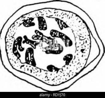 . Morphology of angiosperms (Morphology of spermatophytes. Part II ...